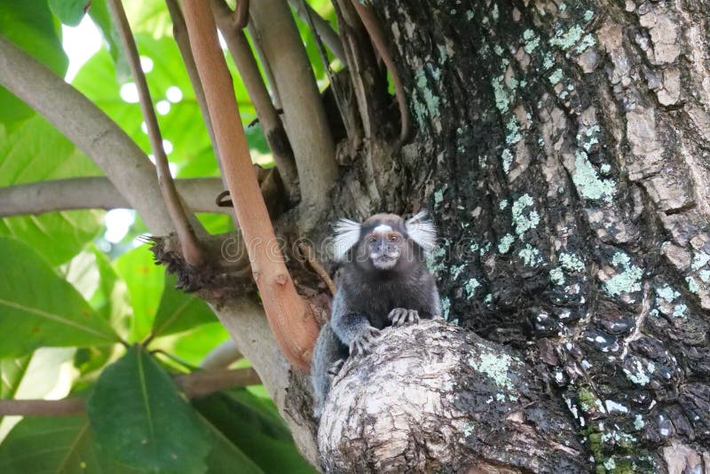 A Common Marmoset Monkey - Callithrix Jacchus -looking at the Viewer ...
