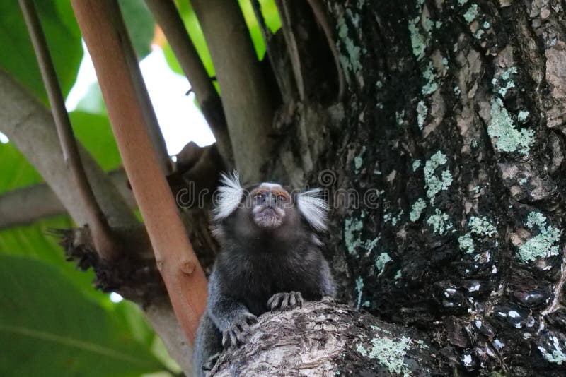 A Common Marmoset Monkey - Callithrix Jacchus -sitting in a Tree. they ...