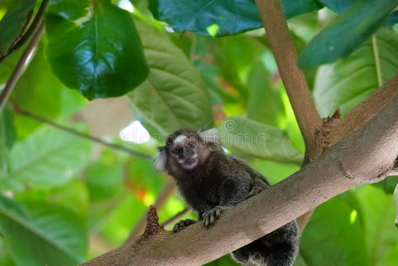 A Common Marmoset Monkey - Callithrix Jacchus -sitting in a Tree. they ...
