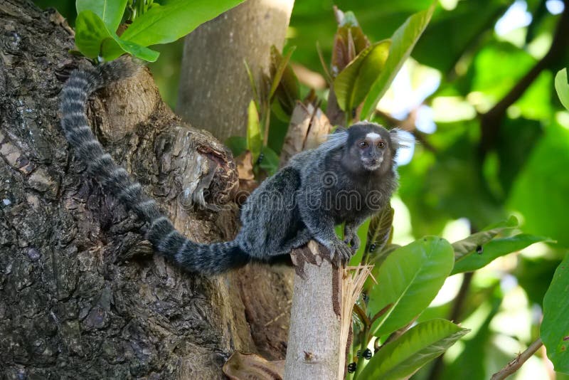 A Common Marmoset Monkey - Callithrix Jacchus -sitting in a Tree ...