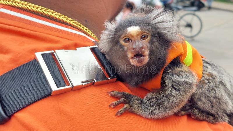 Common Marmoset Monkey on a Human Shoulder Stock Photo - Image of close ...