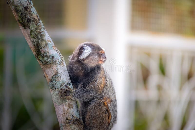 Common Marmoset Monkey - Rio De Janeiro, Brazil Stock Image - Image of ...