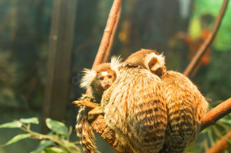 Common Marmoset Small Monkey Stock Photo - Image of animal, forest ...