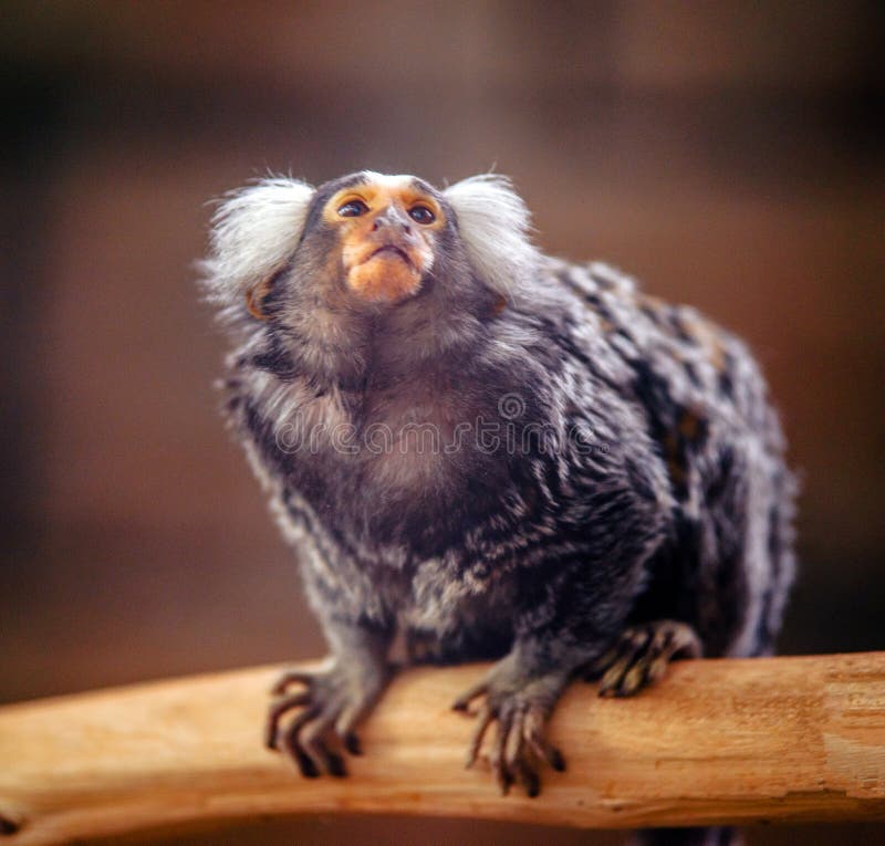Common Marmoset Taken in Close Up Stock Photo - Image of brazil ...