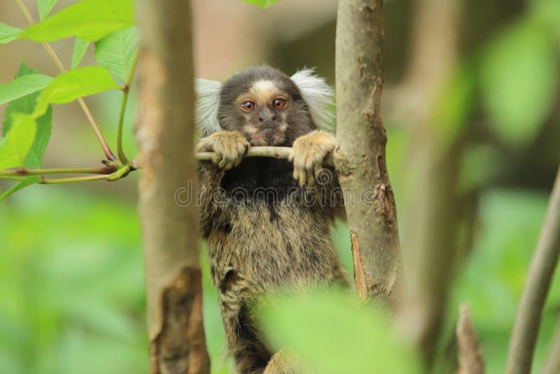 Common marmoset stock photo. Image of mammal, callithrix - 30720130