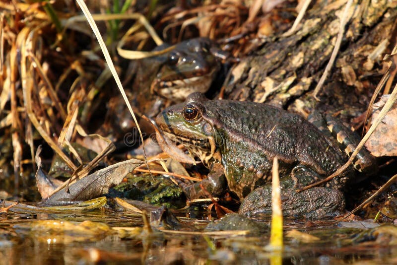 Common Marsh Frogs in the Grass Stock Image - Image of amphibian, warts ...