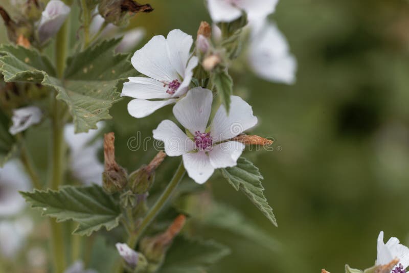 Common Marsh Mallow, Althaea Officinalis Stock Image - Image of nature ...