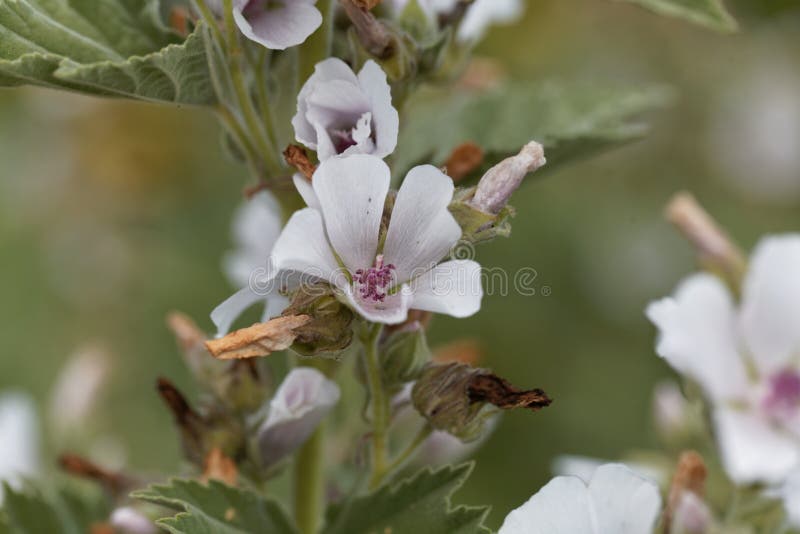 Common Marsh Mallow, Althaea Officinalis Stock Image - Image of botany ...
