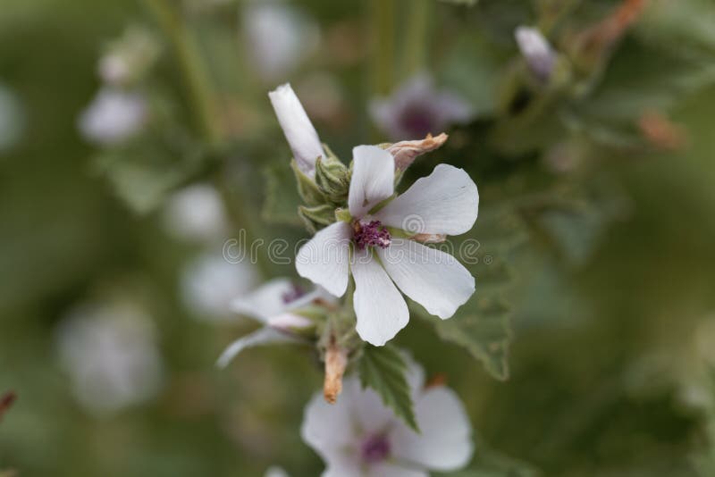 Common Marsh Mallow, Althaea Officinalis Stock Image - Image of ecology ...