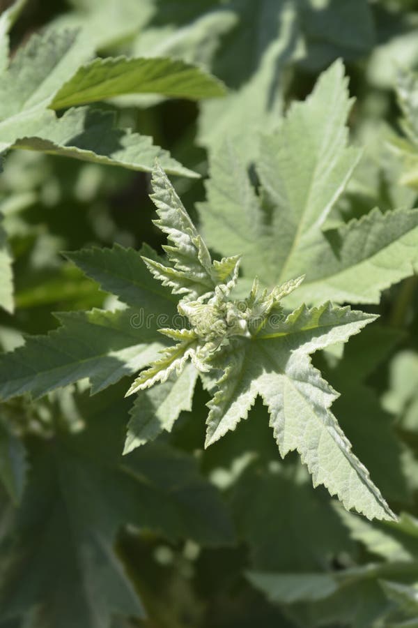 Common marsh mallow stock photo. Image of mallow, spring - 187087044