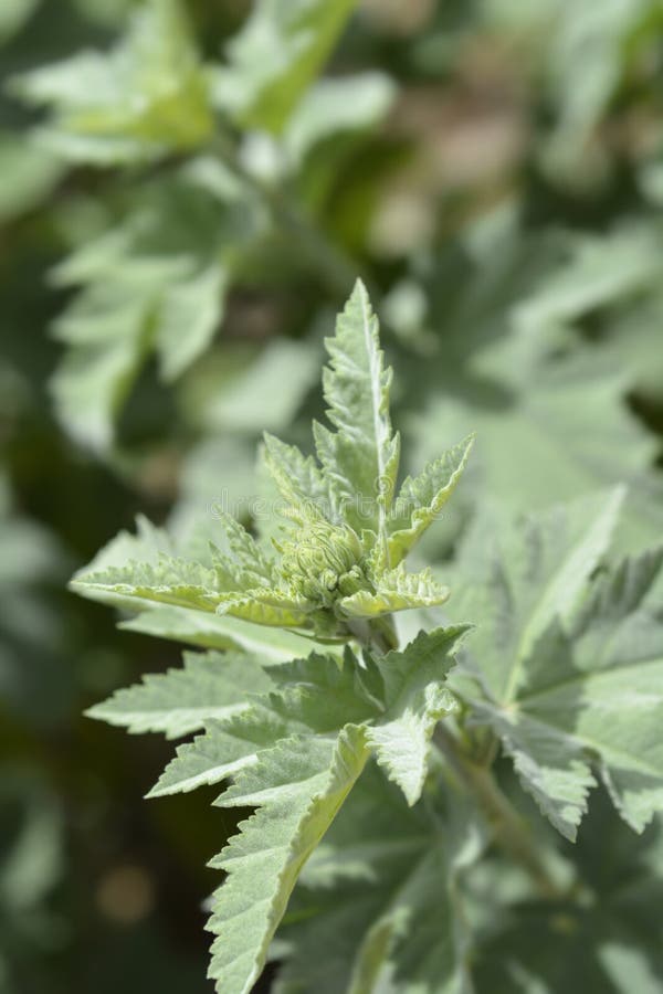 Common marsh mallow stock photo. Image of marsh, garden - 224873090