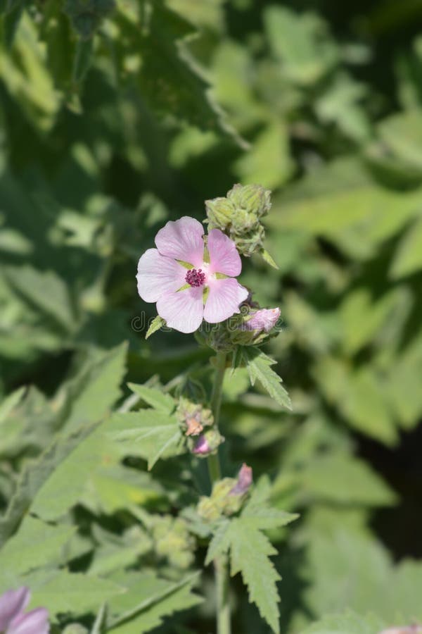 Common marsh mallow stock image. Image of common, flower - 171299389