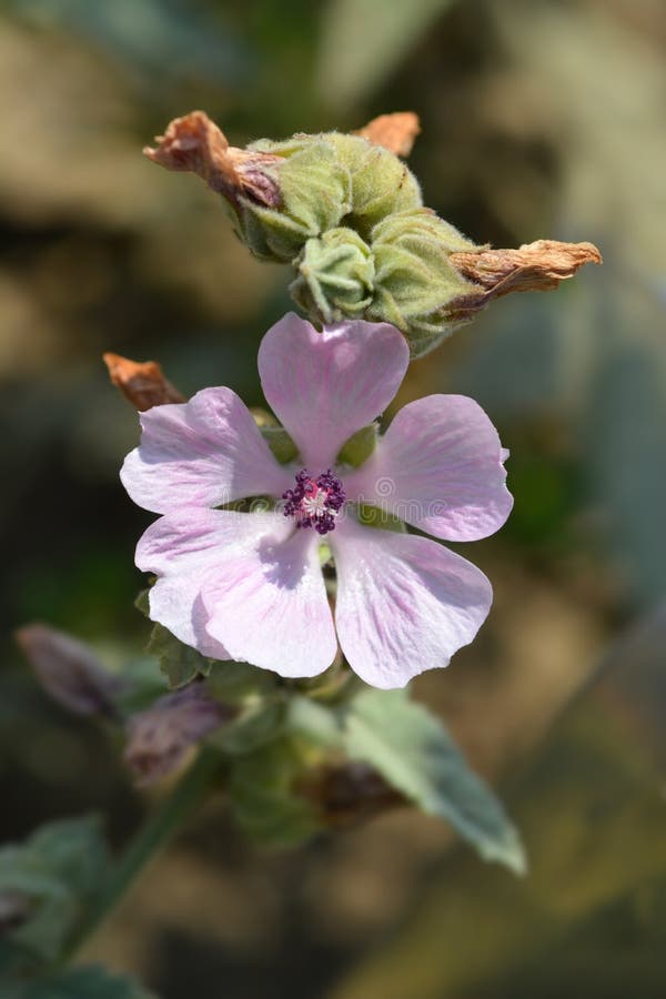 Common marsh mallow stock photo. Image of common, garden - 207035290
