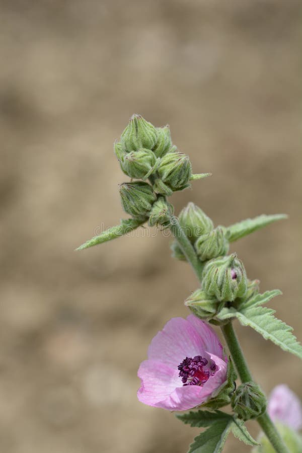Common marsh mallow stock photo. Image of botany, althaea - 207472842