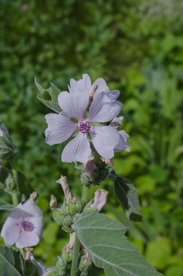 Common marsh mallow stock photo. Image of common, blossom - 82768868