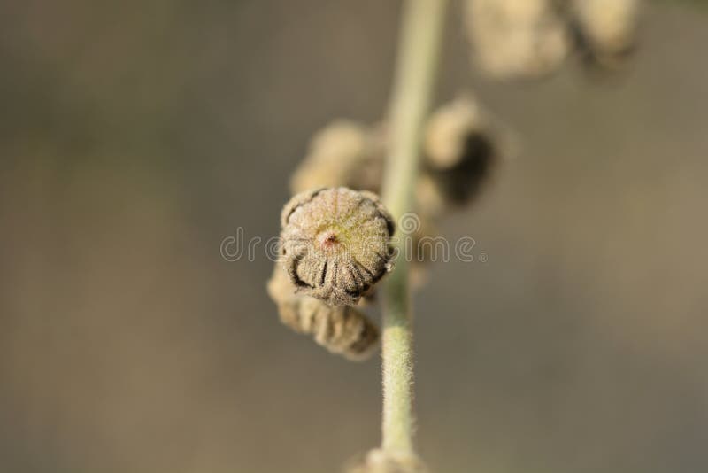 Common marsh mallow stock image. Image of plant, outdoors - 261811143