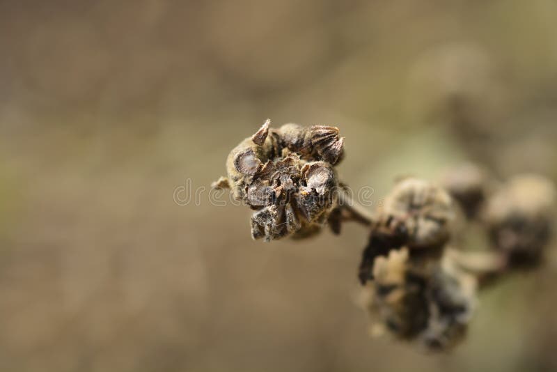 Common marsh mallow stock image. Image of seed, close - 268756997