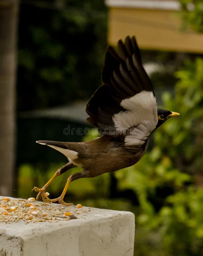 A Common Mayna Taking the Flight Stock Photo - Image of sunny, nature ...