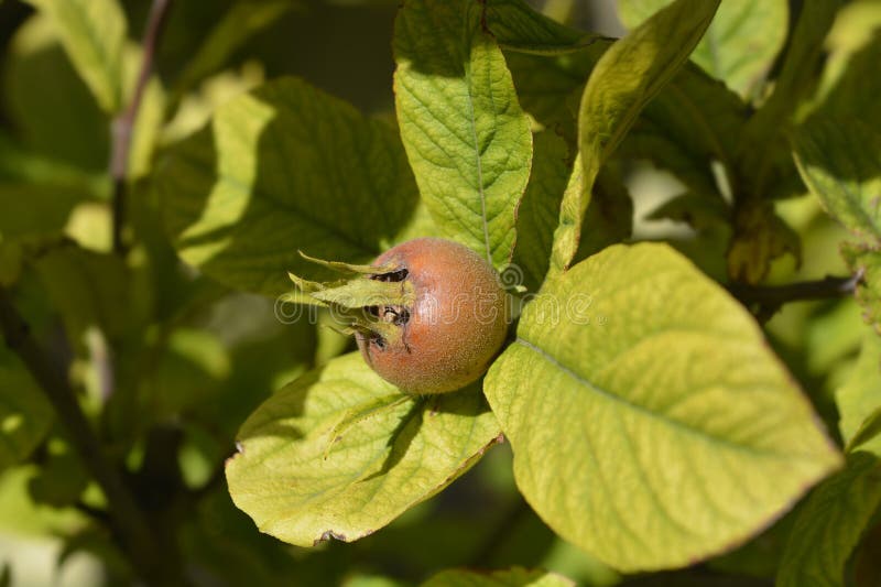 Common medlar stock photo. Image of leaf, branch, green - 334923154