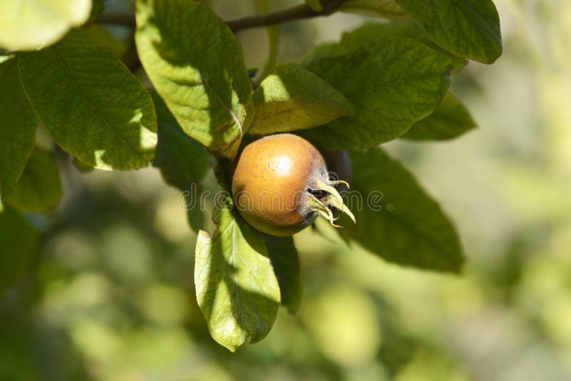 Common medlar stock photo. Image of tree, mespilus, plant - 242388382