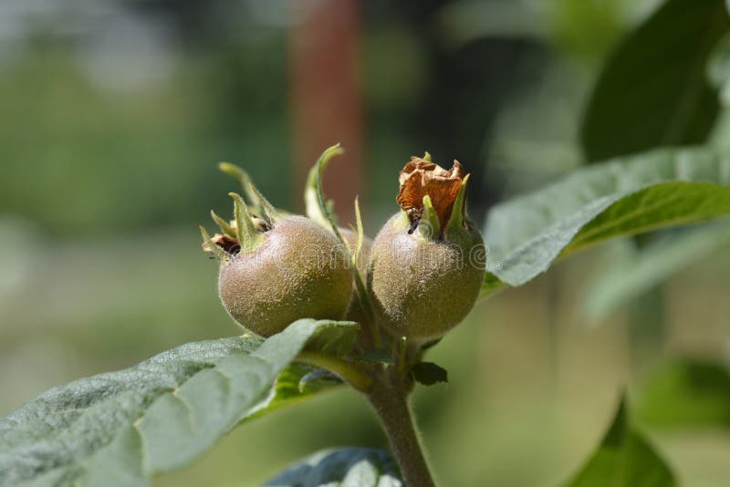 Common medlar stock image. Image of summer, mespilus - 254852907