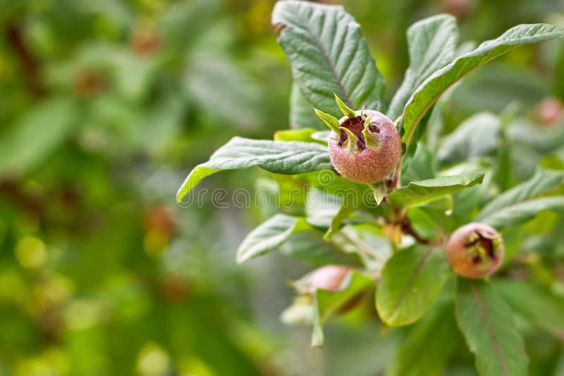 Medlar stock image. Image of tree, nature, mispel, garden - 59962327