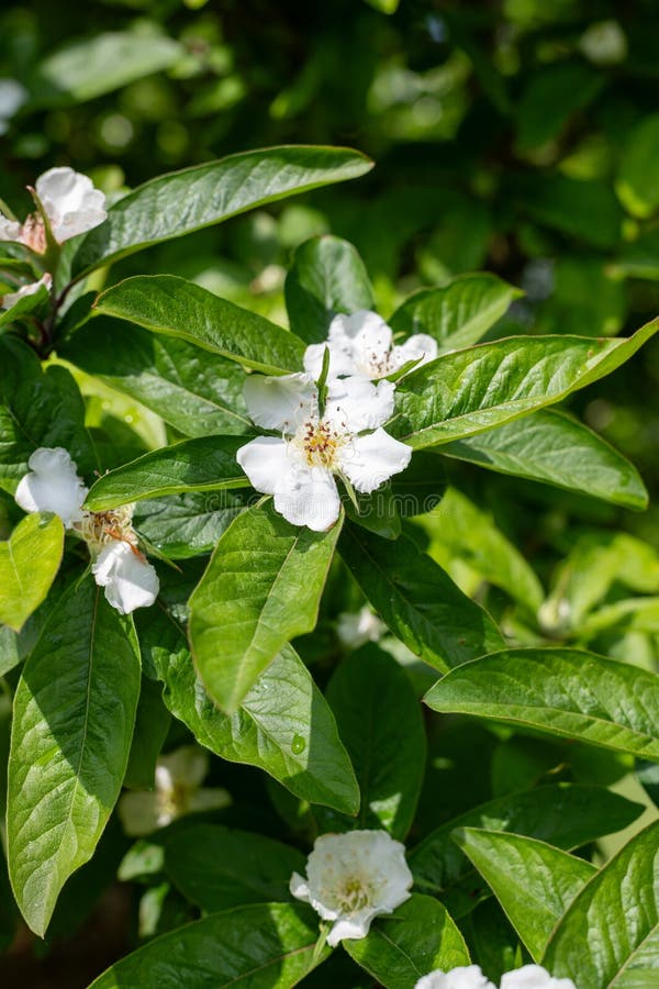 Common Medlar (mespilus Germanica) Flower Stock Image - Image of nature ...