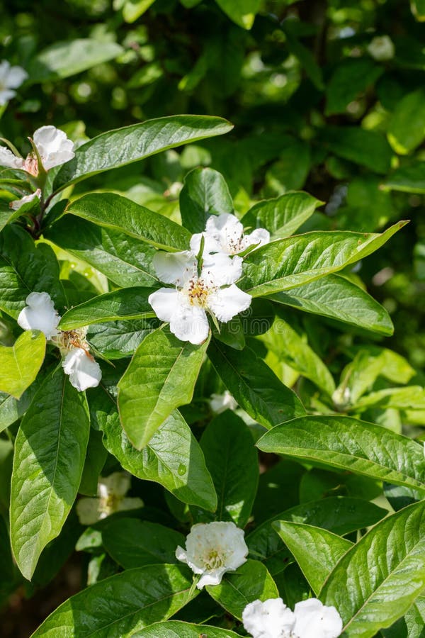 Common Medlar (mespilus Germanica) Flower Stock Image - Image of ...