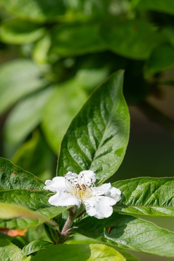 Common Medlar (mespilus Germanica) Flower Stock Photo - Image of ...