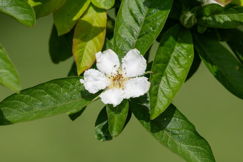 Common Medlar (mespilus Germanica) Flower Stock Image - Image of growth ...