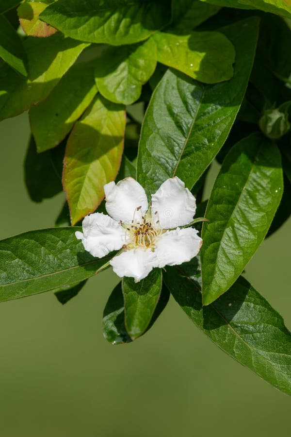 Common Medlar (mespilus Germanica) Flower Stock Photo - Image of ...