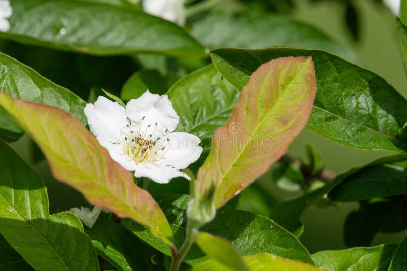 Common Medlar (mespilus Germanica) Flower Stock Image - Image of ...