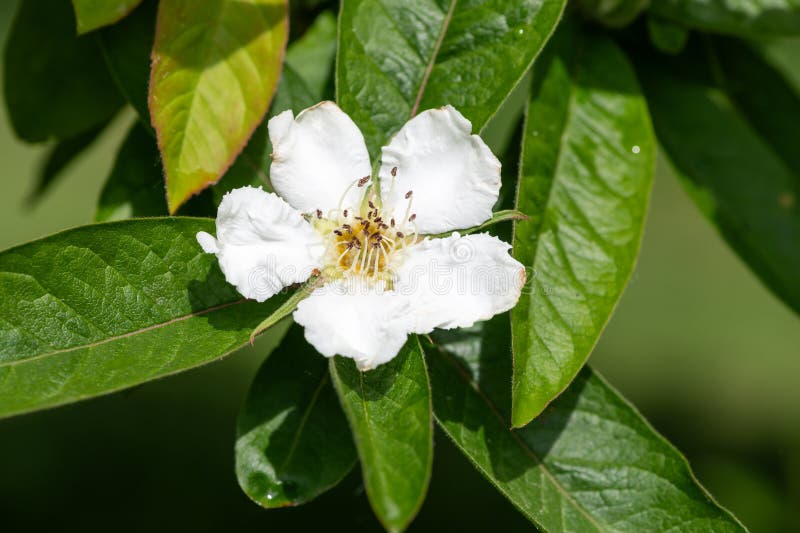 Common Medlar (mespilus Germanica) Flower Stock Image - Image of fresh ...