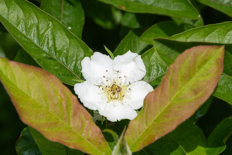 Common Medlar (mespilus Germanica) Flower Stock Image - Image of ...