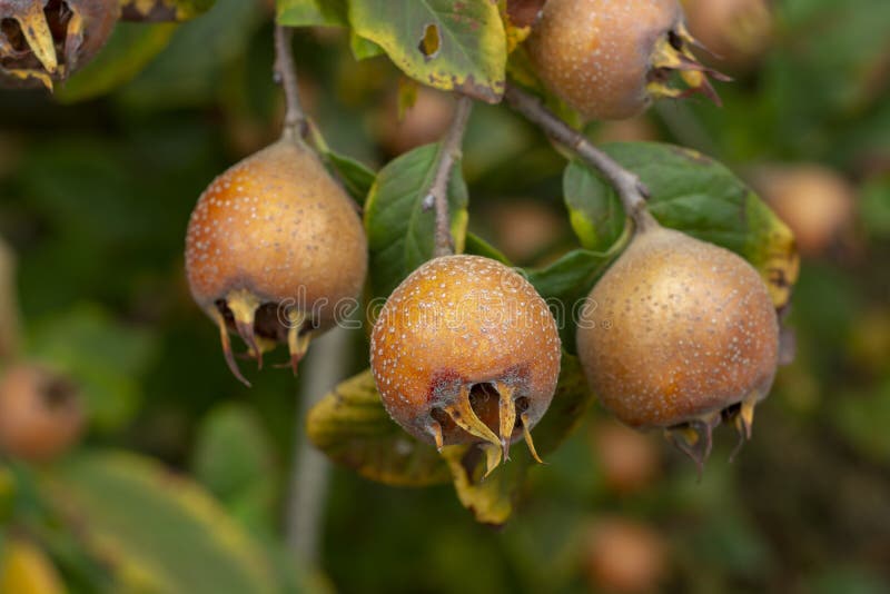 Common Medlar - Mespilus Germanica Stock Photo - Image of agriculture ...