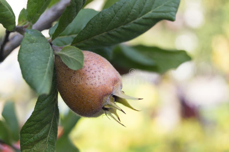 MEDLAR Or MISPEL (MESPILUS GERMANICA) Stock Image - Image of autumn ...