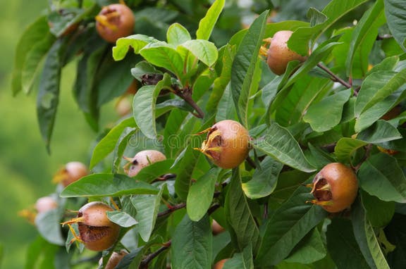 Common medlar on tree stock image. Image of mespilus - 136905599
