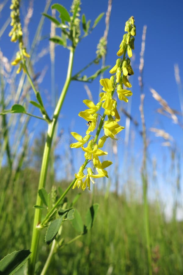 Common Melilot or Yellow Sweet Clover (Melilotus Officinalis) Stock ...