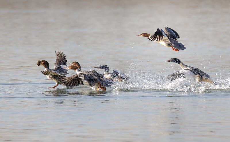 Common Merganser bird stock photo. Image of common, beijing - 365445472