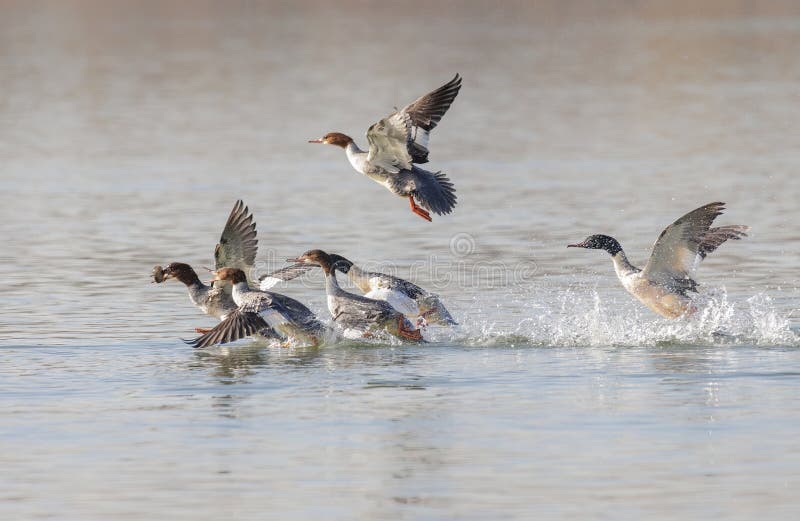 Common Merganser bird stock image. Image of china, merganser - 365445485