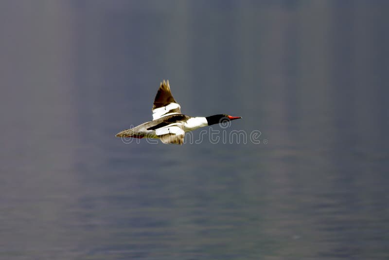 Common Merganser in Flight. Stock Photo - Image of idaho, wing: 69531830