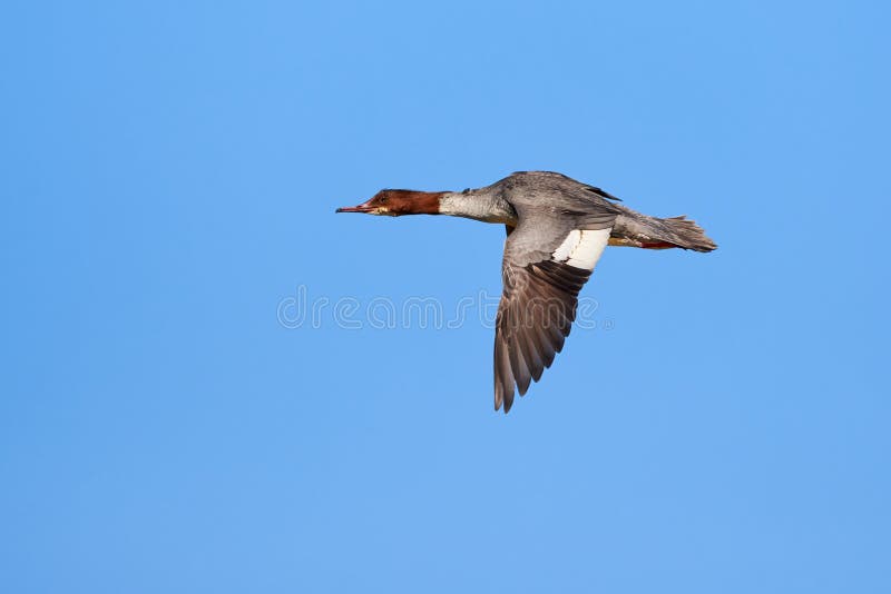 Common Merganser or Goosander in Flight Stock Photo - Image of blue ...