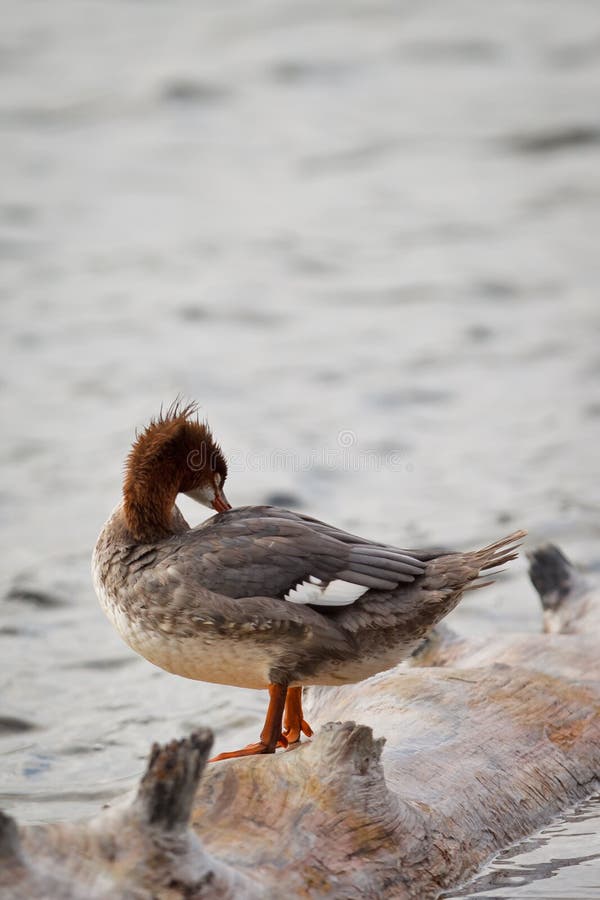 Common Merganser, Mergus Merganser Stock Photo - Image of outdoors ...