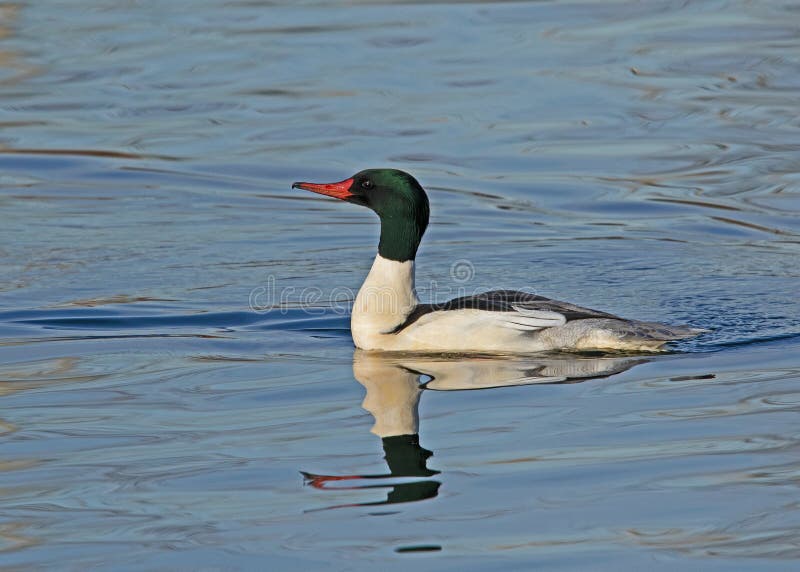 Common Merganser (Mergus Merganser) Drake Swimming in Blue Water Stock ...