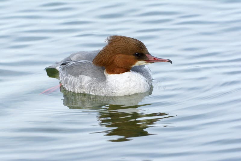 Common Merganser (Mergus Merganser) Stock Image - Image of colourful ...