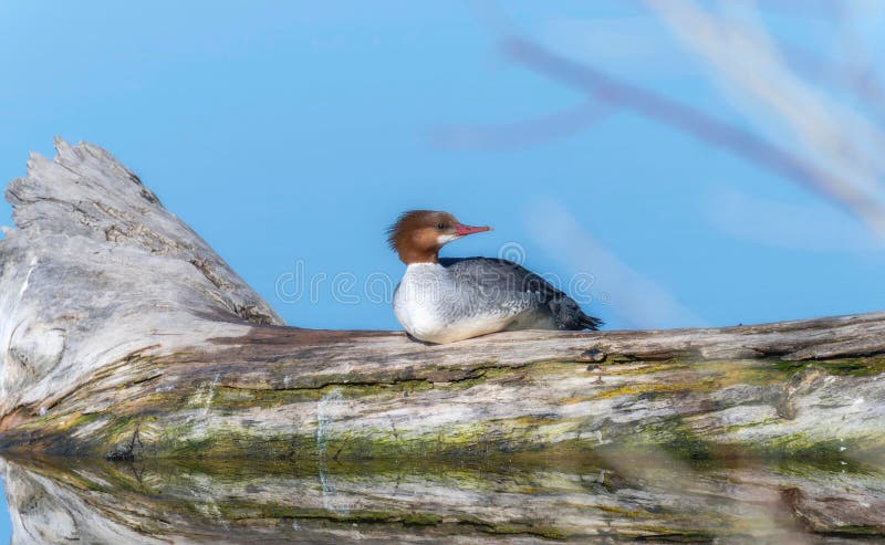Common Merganser Mergus Resting Log Water Stock Photos - Free & Royalty ...