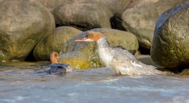 Common Merganser - Mergus Merganser - Young Bird at the Seashore Stock ...