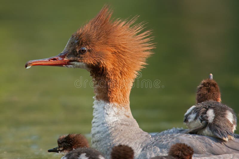 Common merganser stock photo. Image of merganser, mother - 32465308