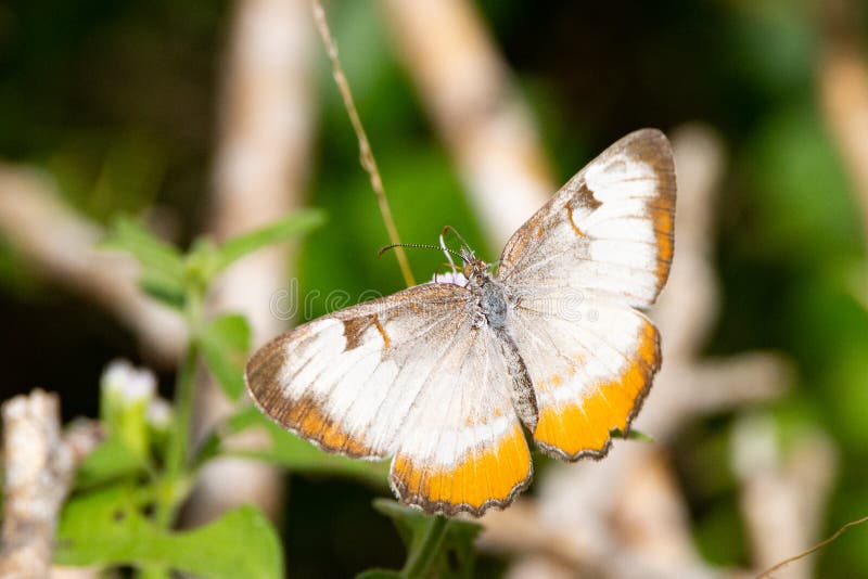 Common Mestra stock image. Image of mestra, animal, resaca - 209240437