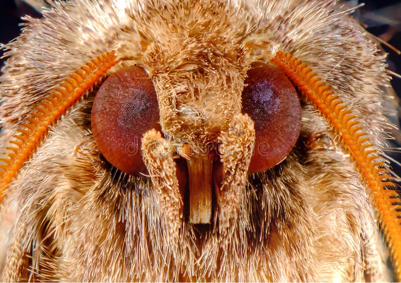 Extreme macro of a moth stock image. Image of feelers - 23909255